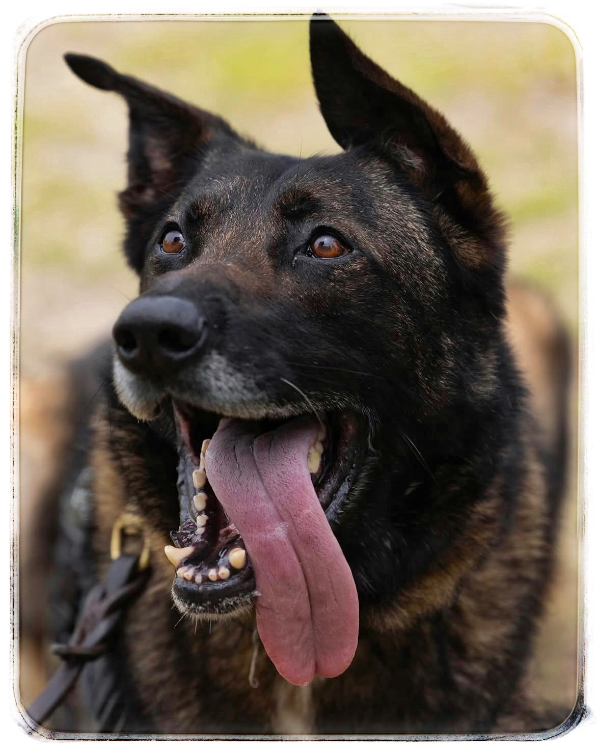 Meet Ret. SSgt. Arpy Sojourner, USMC | One Sojourner